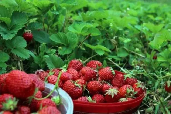 收集草莓