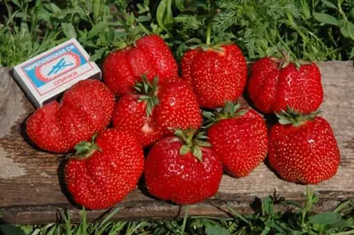 Strawberry GIANANHALHA