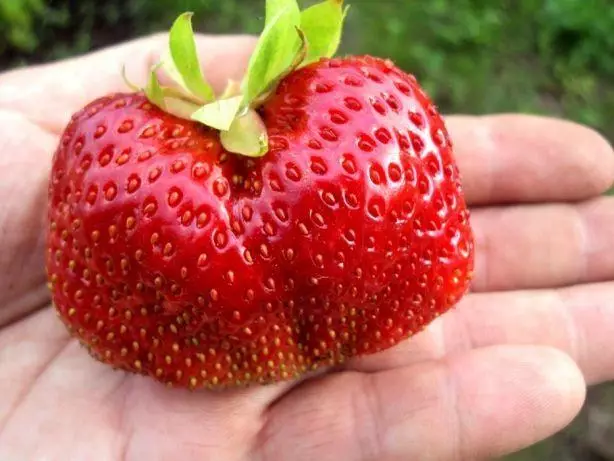 Erdbeer Gianthala.