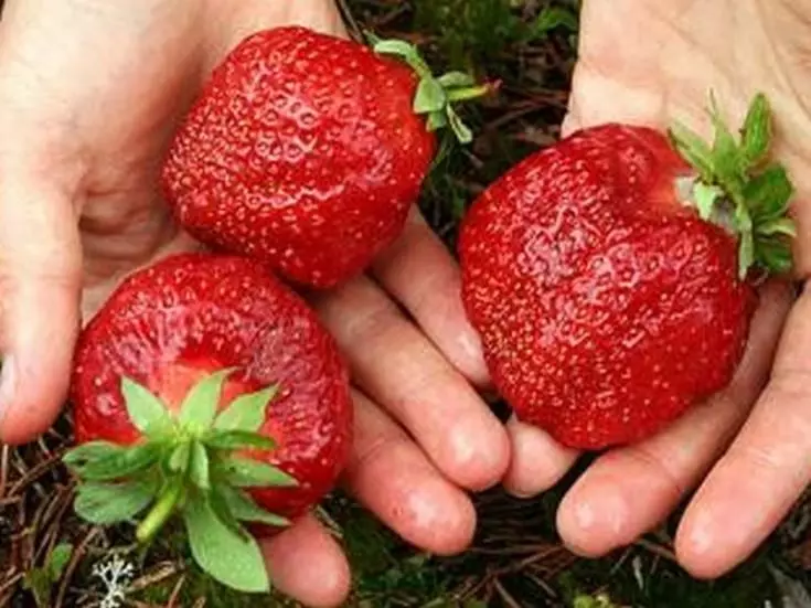 Strawberry Gianthala