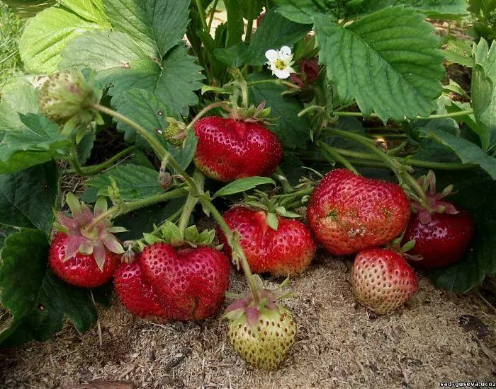 Bush ea Strawberry