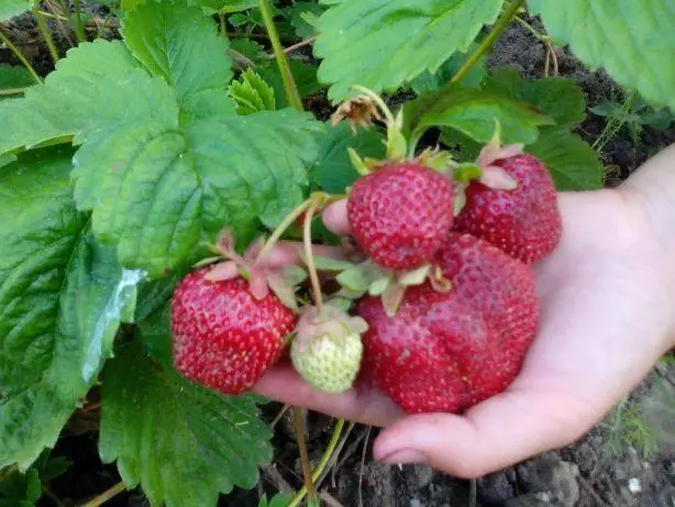 Strawberry Gianhali
