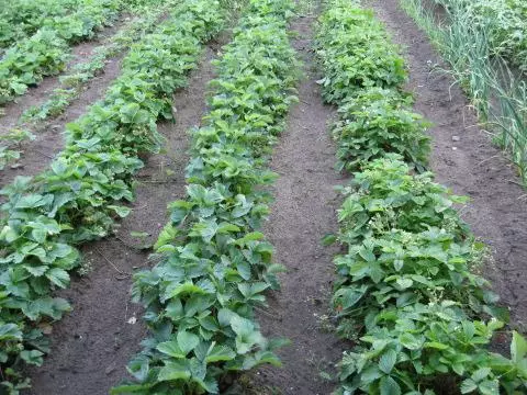 morangos de flores