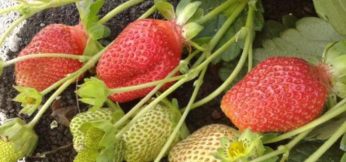 Strawberry Bush.