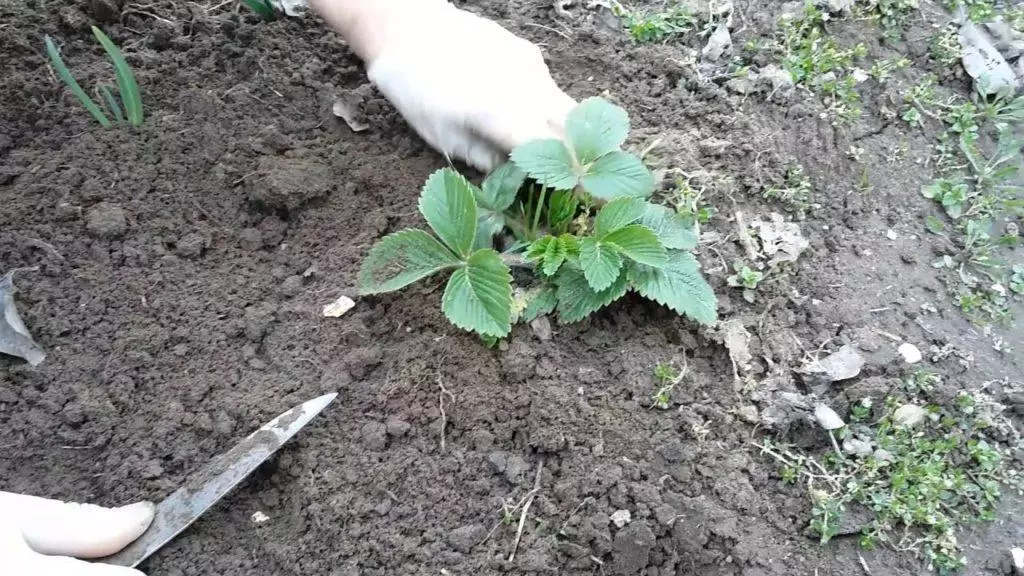 I-Strawberry Indawo yokufika