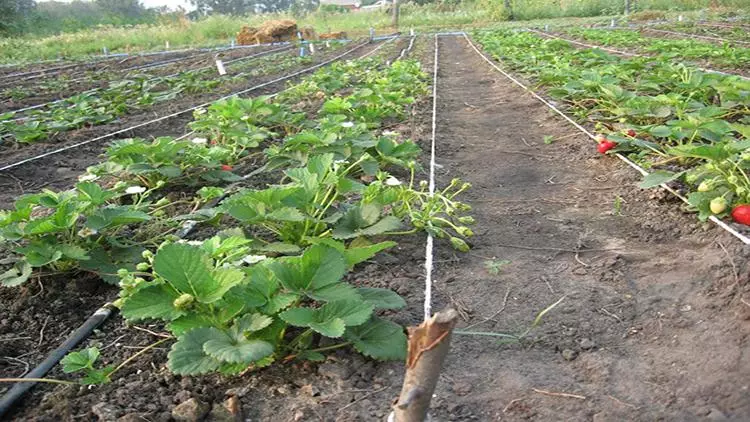 Strawberry Field.