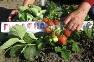 Katerangan sareng ciri tina strawberry Garland kelas, badarat sareng jaga