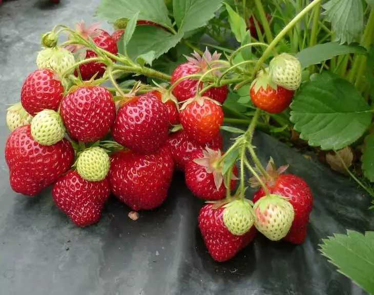 草莓冠