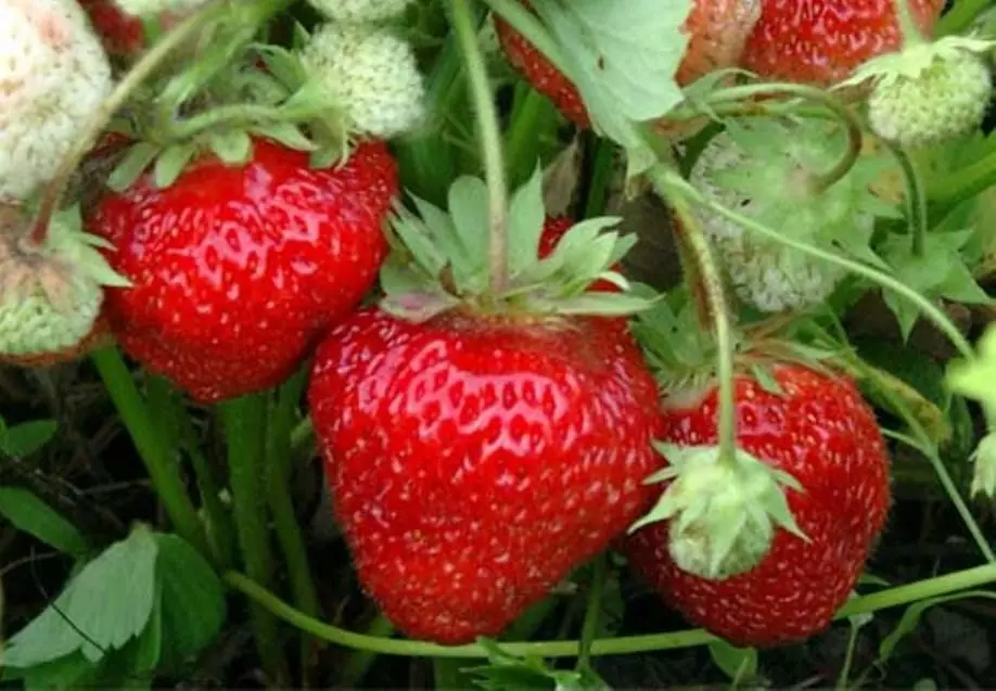 Asaa strawberries