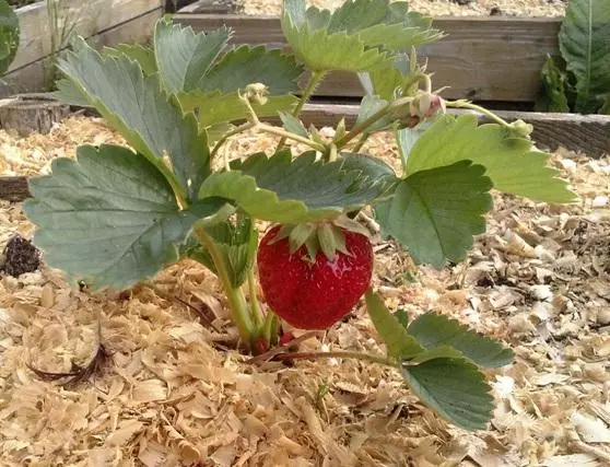 Bush Strawberry.