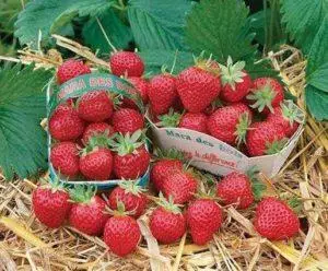 Beschrijving van de verwijderbare aardbeienraad Mara de Bois, groeien en reproductie