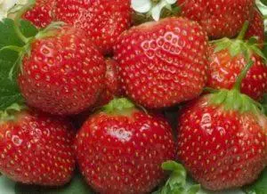 Description and characteristics of varieties of strawberries Holiday, growing and care