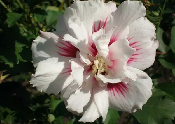 Hibiscus Terry