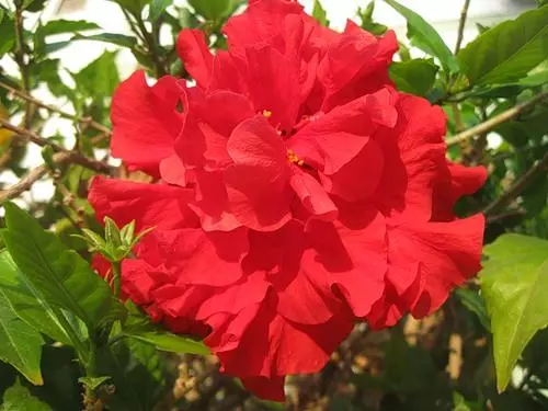 Hibiscus Terry