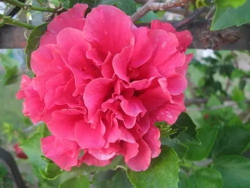 Кызгылт hibiscus.