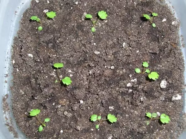 Stroberi Seedling