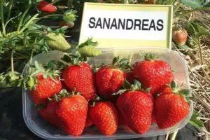 Beschreibung der abnehmbaren Vielfalt der Erdbeeren San Andreas, Landung und Pflege