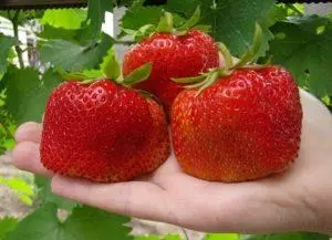 Description de la variété de fraises Kamrad gagnant, avantages et contre et cultivation
