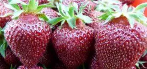 Description and Characteristics of Strawberry Grade Black Prince, Landing and Care