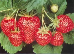 Description and characteristics of strawberry variety Mount Everest, its landing and care