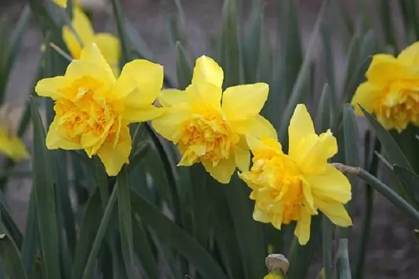 Narcissus Dick Wilden.