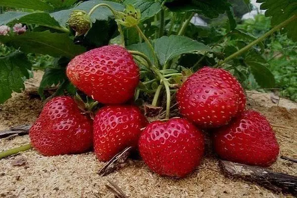 Strawberry ageung