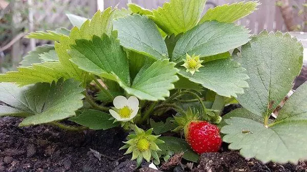 Sefe a strawberries