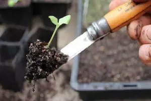 အပင်ပေါက်ရန်အတွက်ပြီးနောက်ခရမ်းချဉ်သီးများကိုစနစ်တကျကောက်ယူမည်နည်း