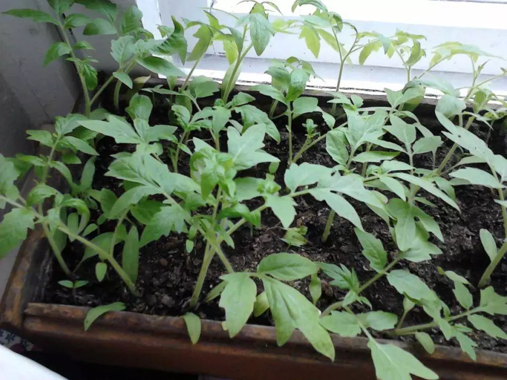 ٹماٹر seedlings.
