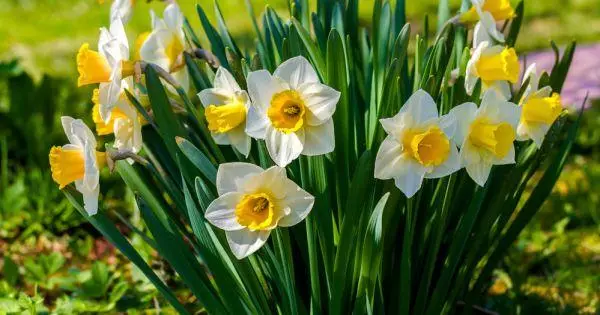 Bunga Daffodils.