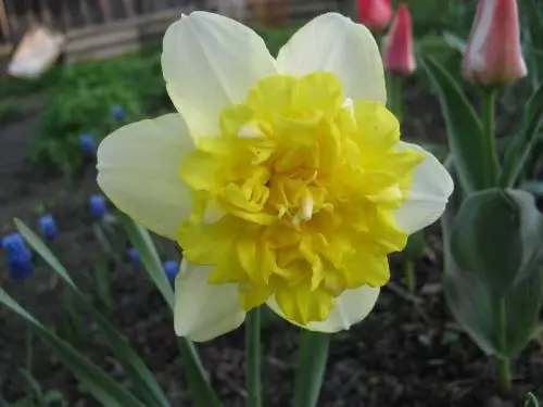 Narcissus flower.