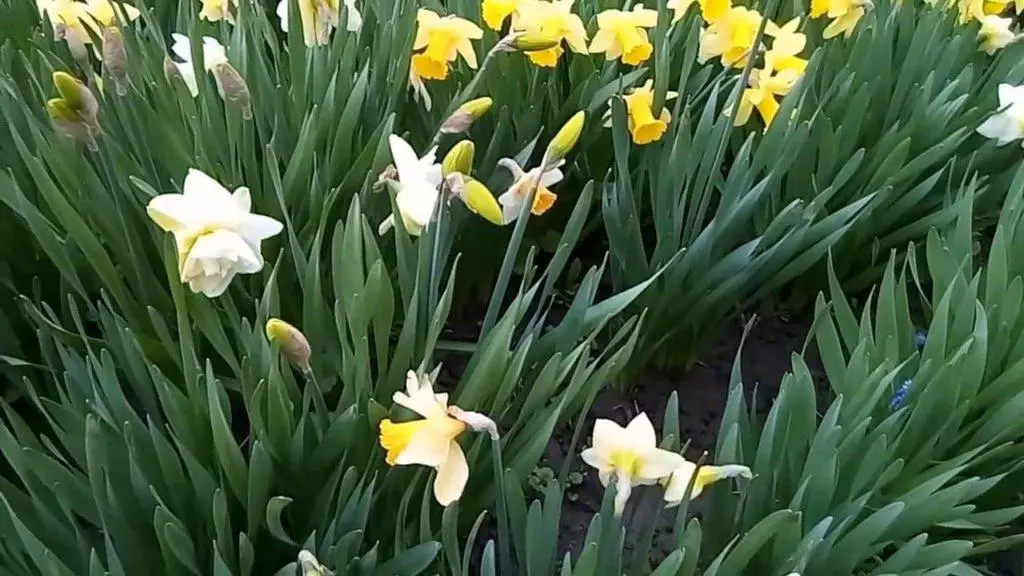Flowerbed Narcissov