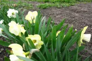 Deskribapena Narcissus barietatea pubontick gozoak, lurreratze eta zainketa arauak