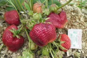 草莓凹凸的等级描述，着陆，栽培和护理