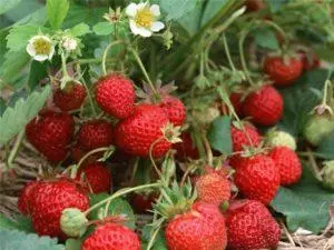 Description et caractéristiques des variétés de fraises Zenit, atterrissage et soin
