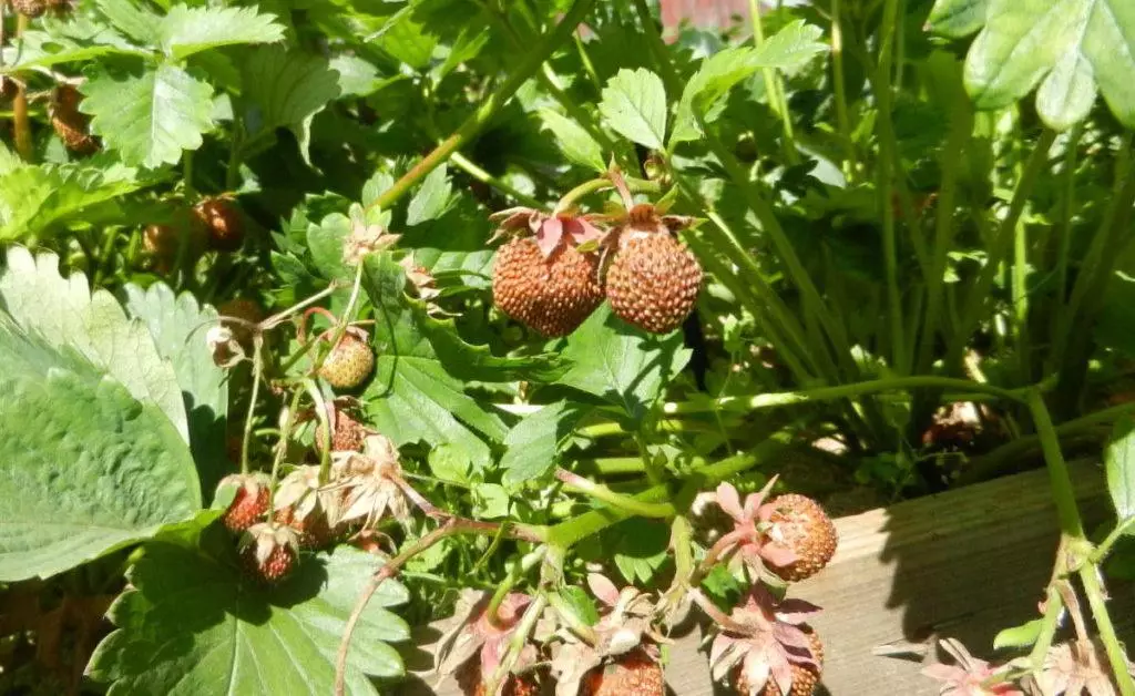Strawberries bushewa