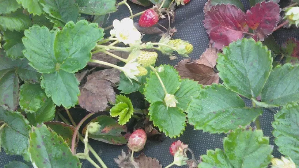 Strawberries bushewa