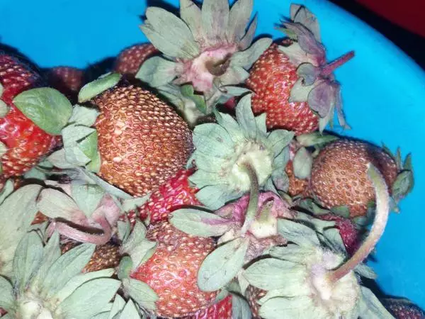 Ajiye strawberries