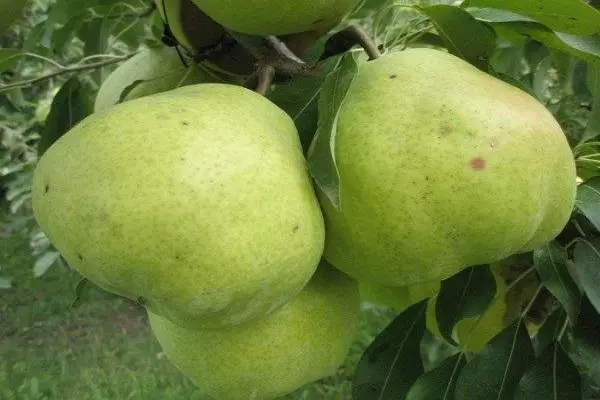 I-Pearta Pear