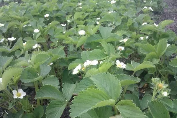 Blooming berries