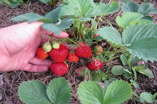 Laititi strawberry