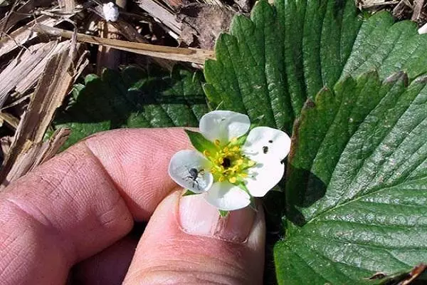 Bug på en blomst