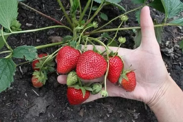 Red Fruits.