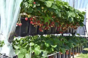 Peraturan pendaratan dan strawberi yang semakin meningkat dalam periuk, jenis yang sesuai