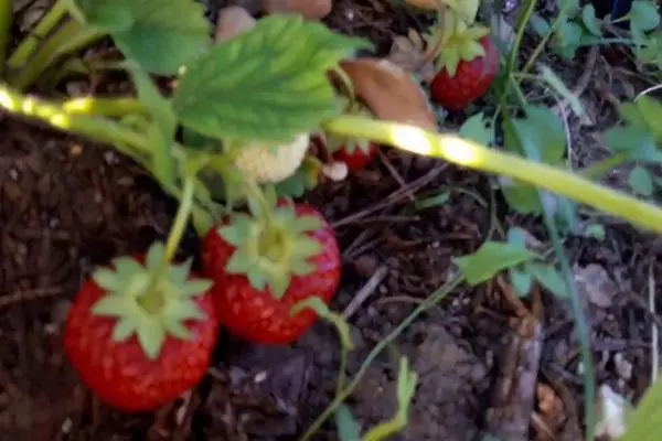 Nieħdu ħsieb Berry