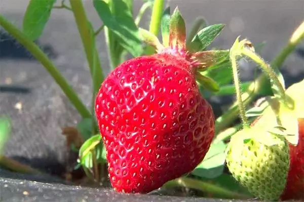 rood fruit