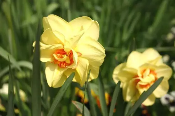 Cahya Narcissus