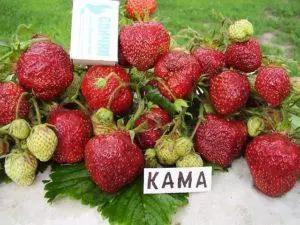 Descrizione e caratteristiche delle fragole Grado Kama, Crescente e cura