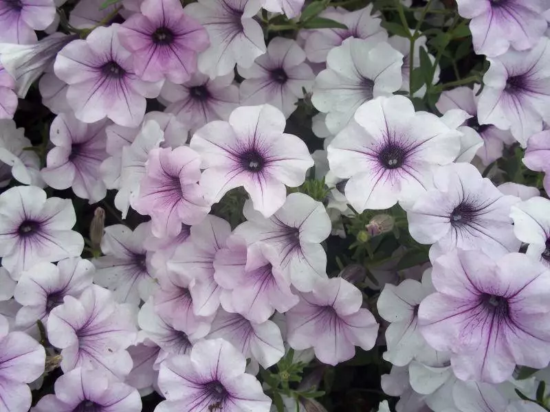 Violetinė gėlė