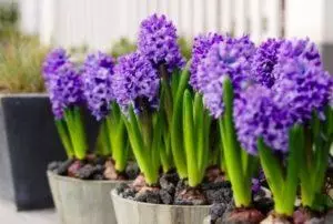 Paglaraw ug Mga Kinaiya sa Mga barayti ug mga matang sa mga hyacinths, nagtubo nga mga lagda